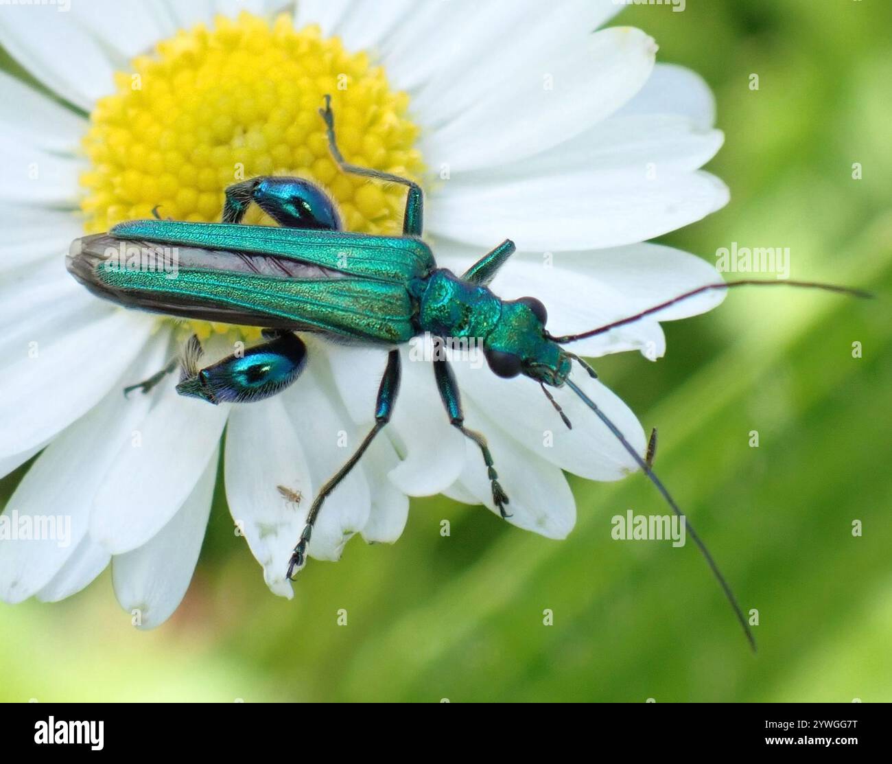 Thick-legged Flower Beetle (Oedemera nobilis Stock Photo - Alamy