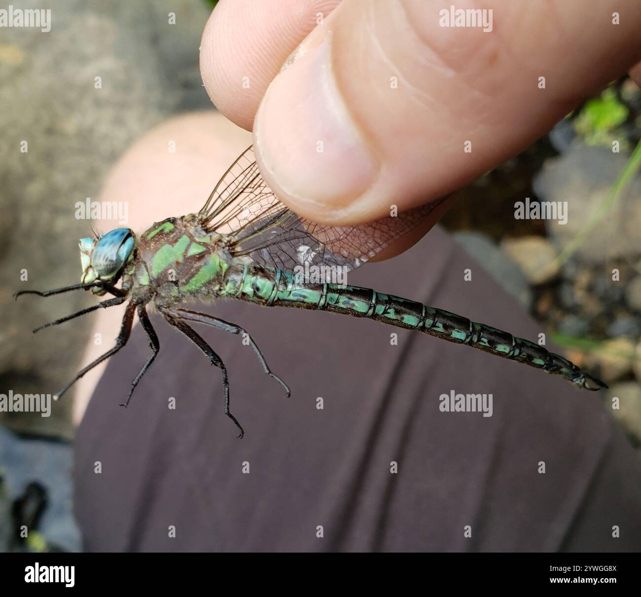 Nasiaeschna hi-res stock photography and images - Alamy