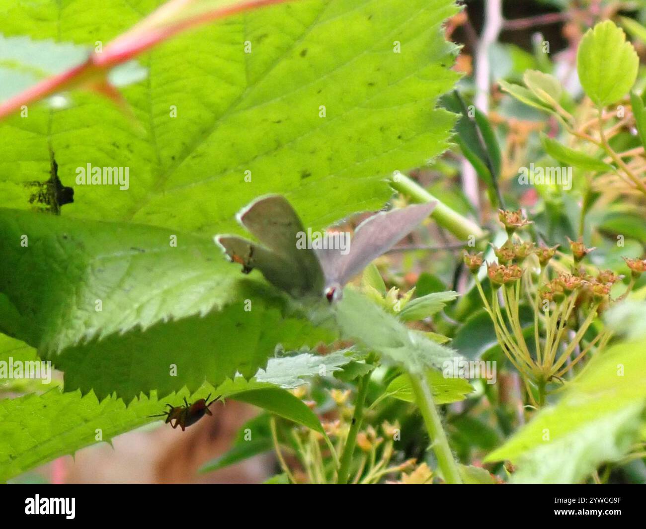 Gray Hairstreak (Strymon melinus Stock Photo - Alamy