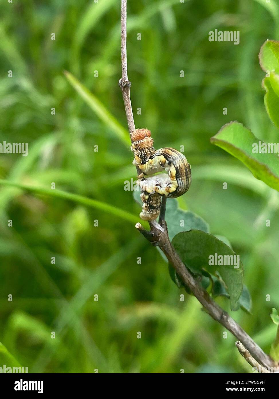 Vancouver Looper (Erannis vancouverensis Stock Photo - Alamy