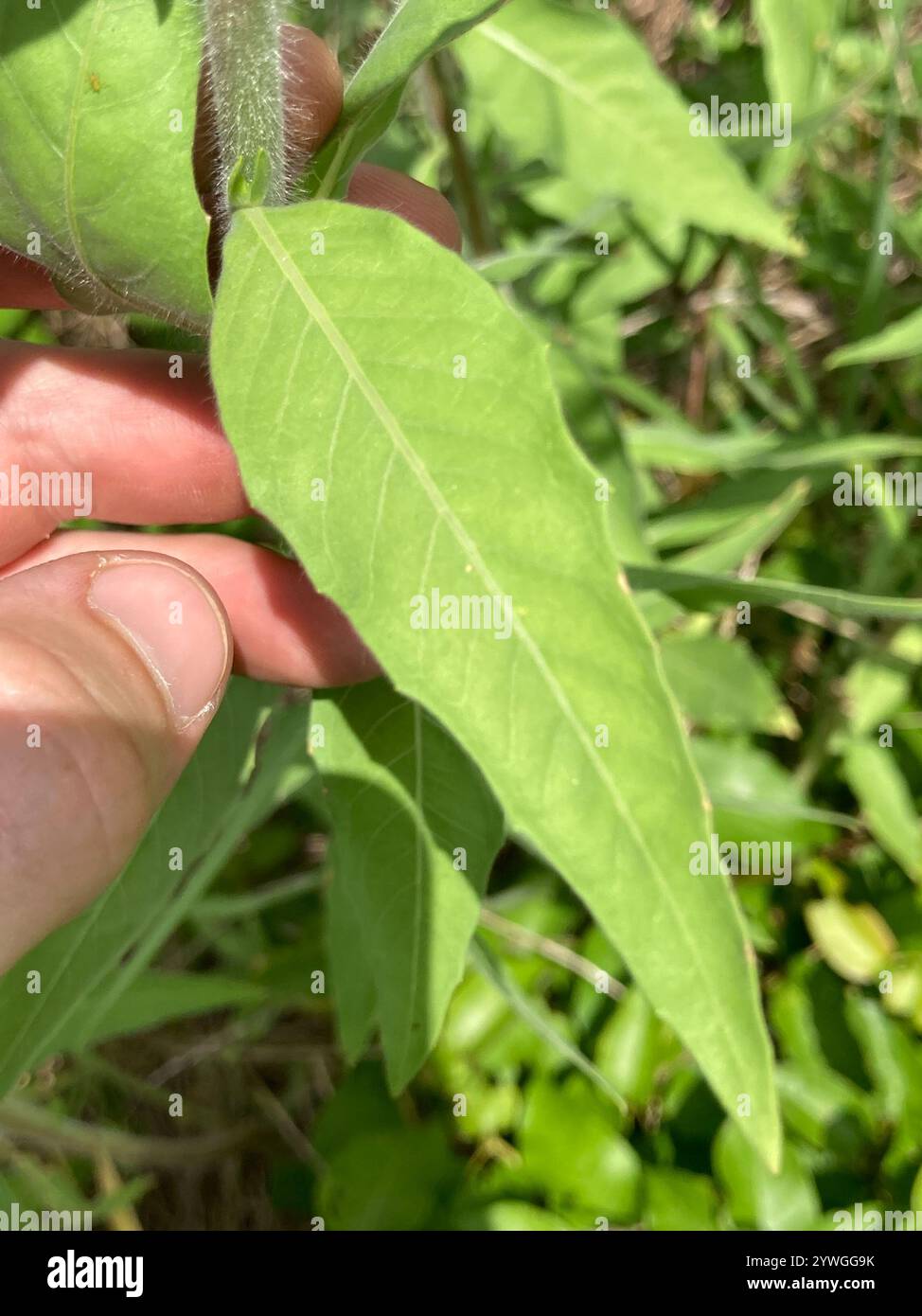 velvetweed (Oenothera curtiflora Stock Photo - Alamy
