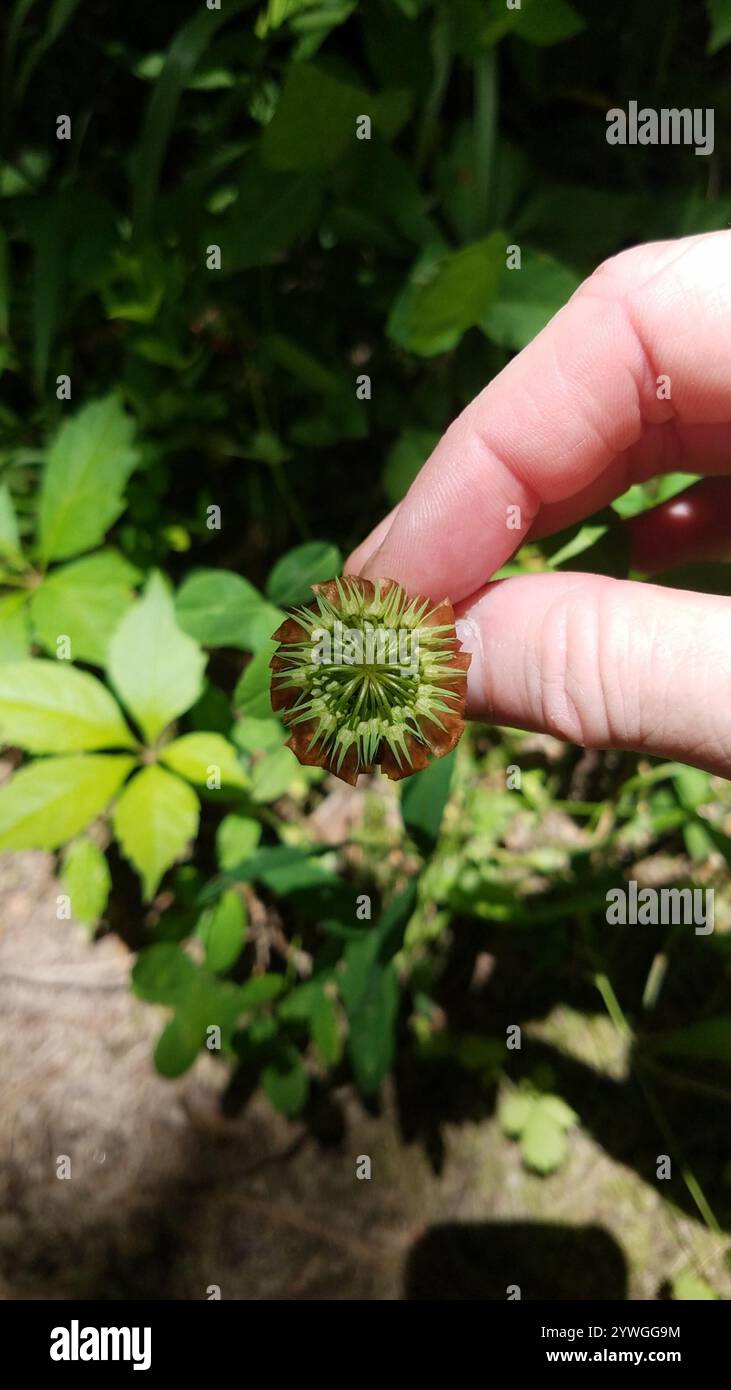 buffalo clover (Trifolium reflexum Stock Photo - Alamy