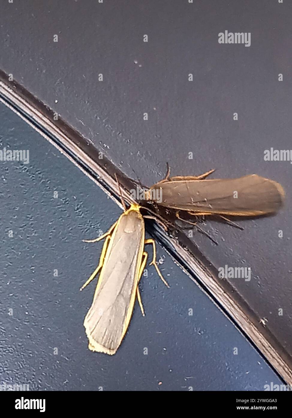 Common Footman (Eilema lurideola Stock Photo - Alamy