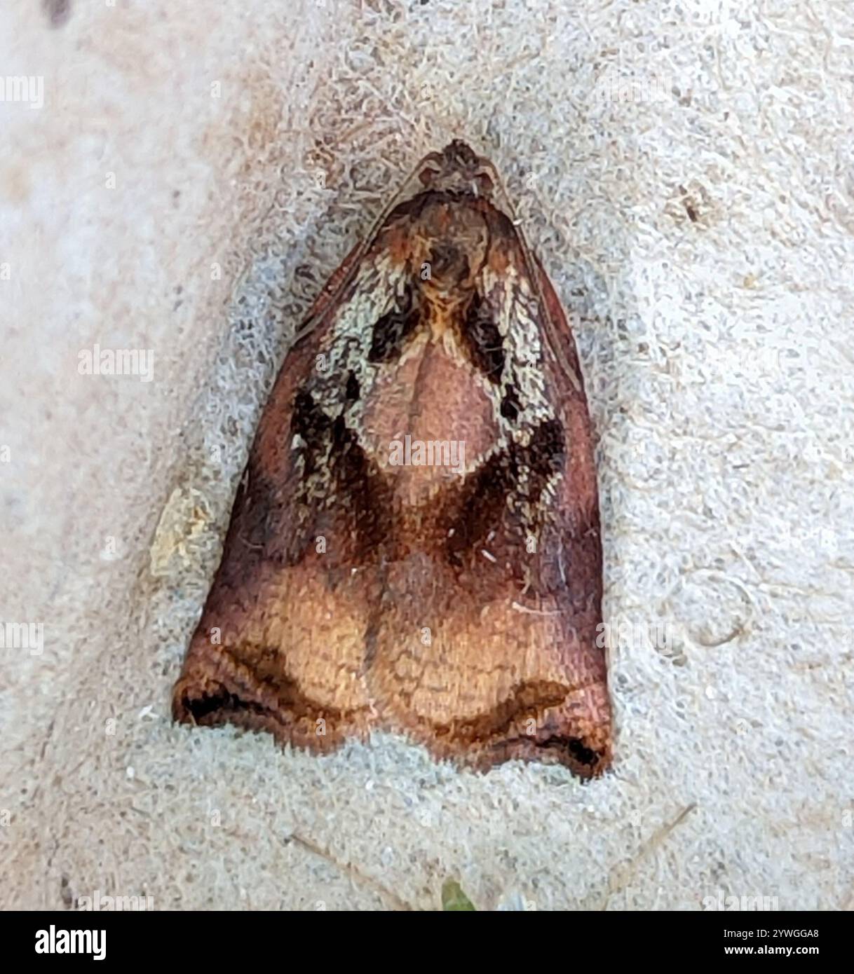 Archips podana hi-res stock photography and images - Alamy