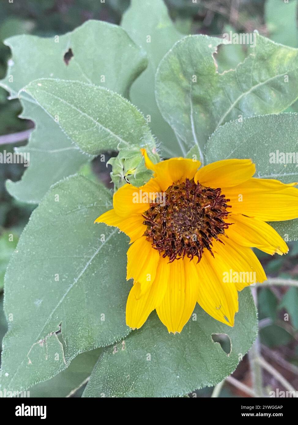Common Sunflower (Helianthus annuus Stock Photo - Alamy