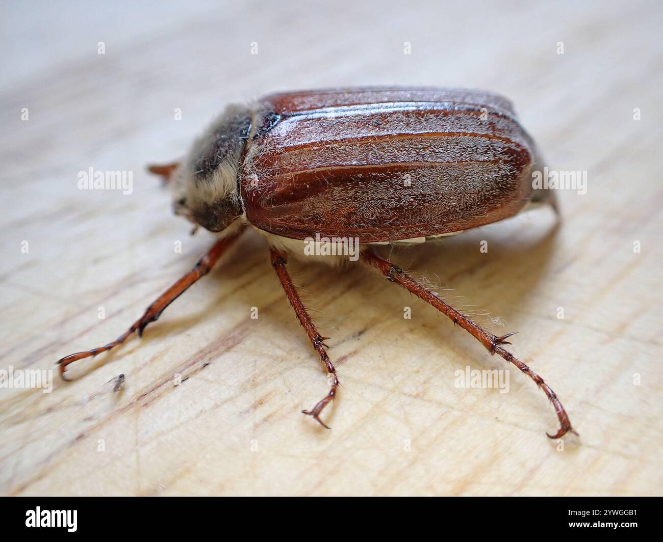 Common Cockchafer (Melolontha melolontha Stock Photo - Alamy