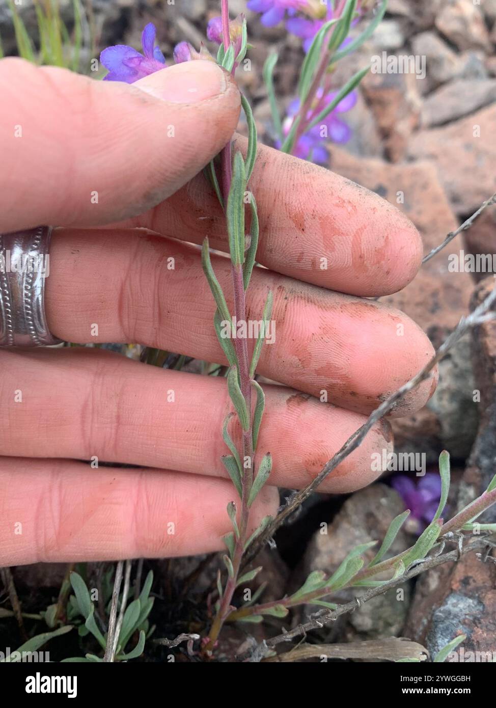 Low Beardtongue (Penstemon humilis Stock Photo - Alamy