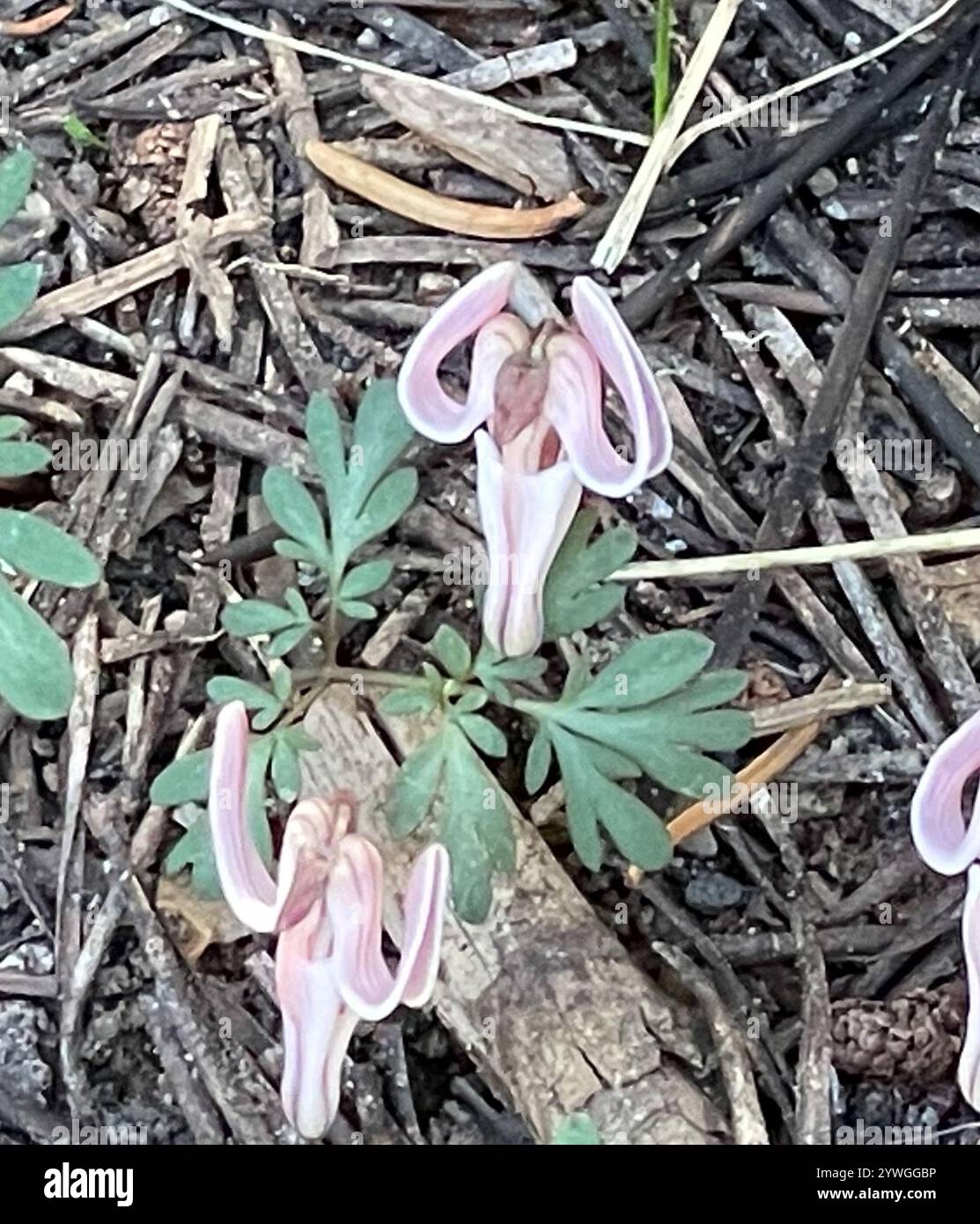 longhorn steer's-head (Dicentra uniflora Stock Photo - Alamy