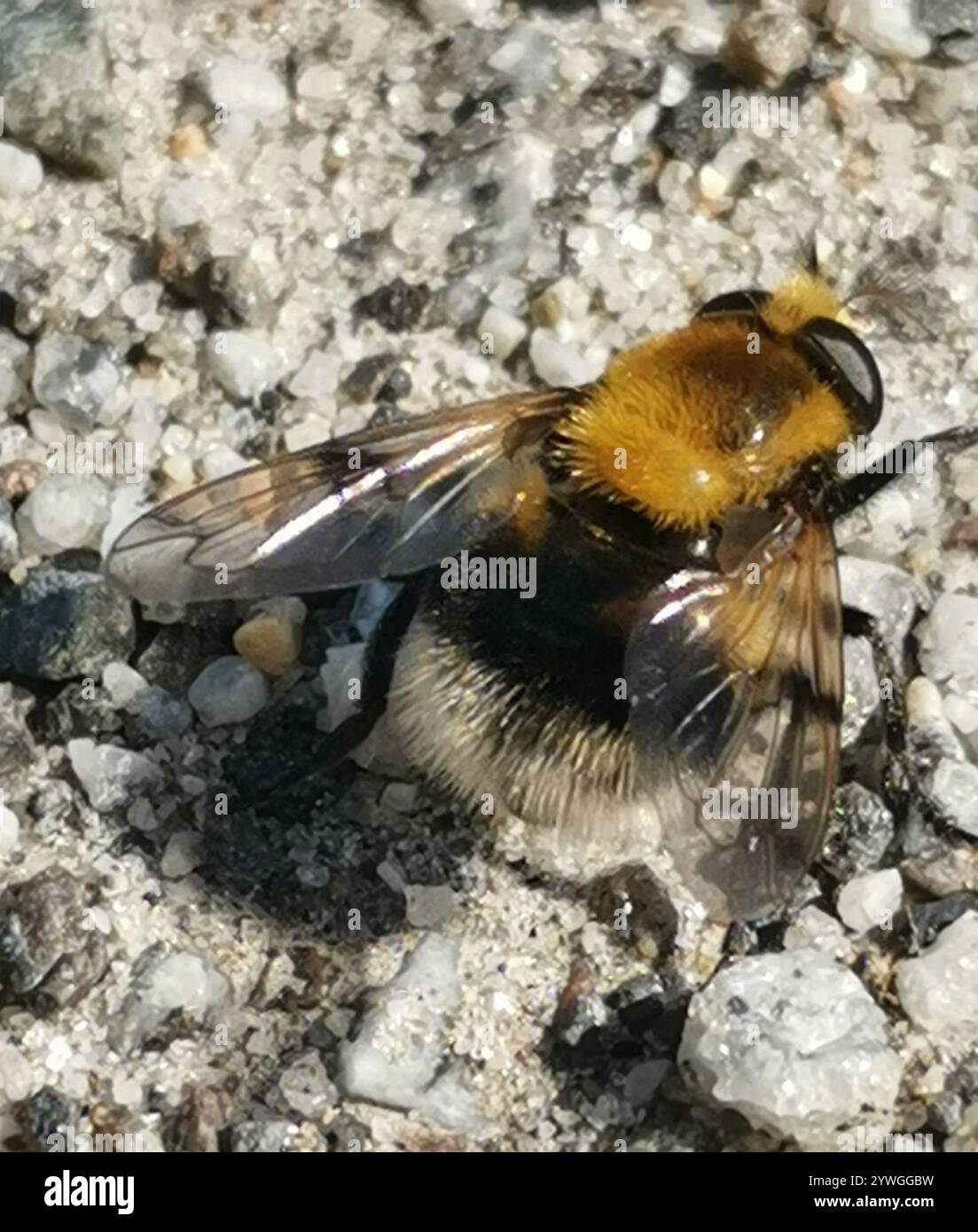 (Volucella bombylans plumata Stock Photo - Alamy
