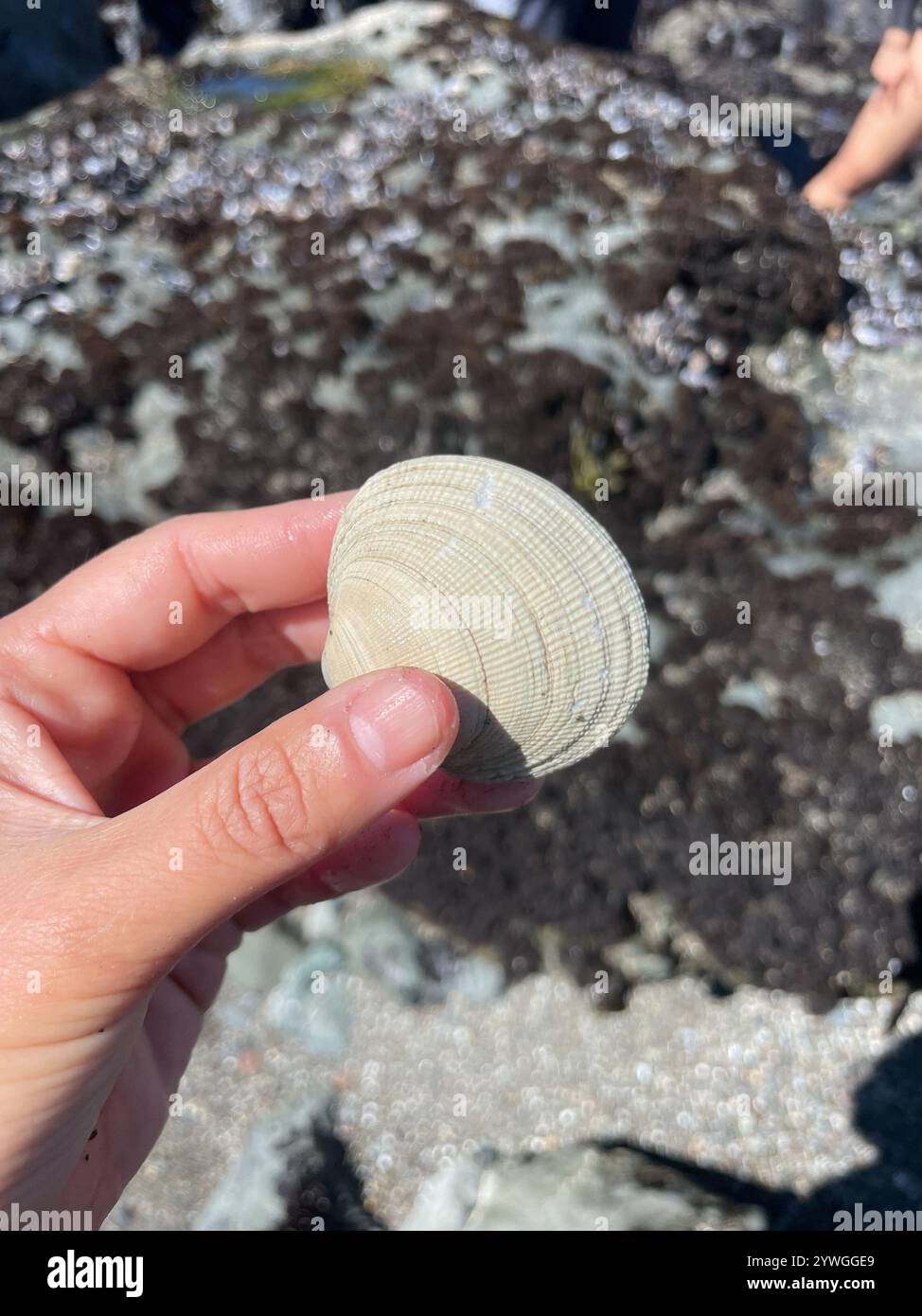 Pacific Littleneck Clam (Leukoma staminea Stock Photo - Alamy