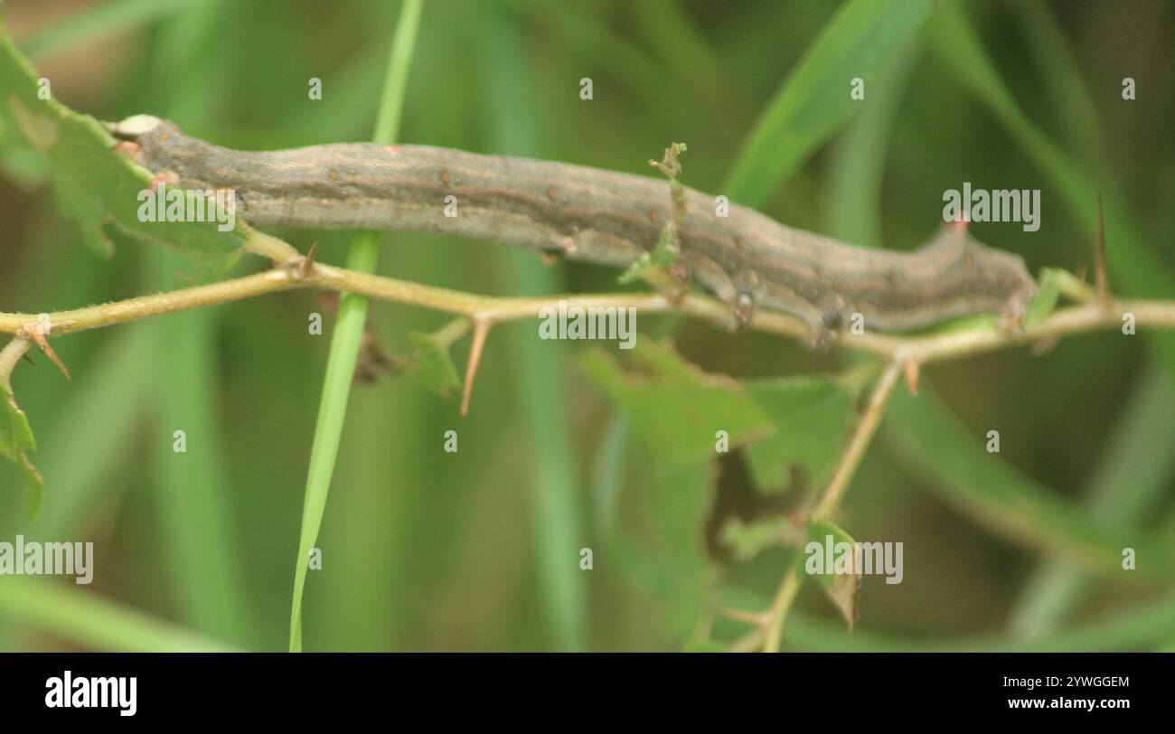 Semi looper hi-res stock photography and images - Alamy