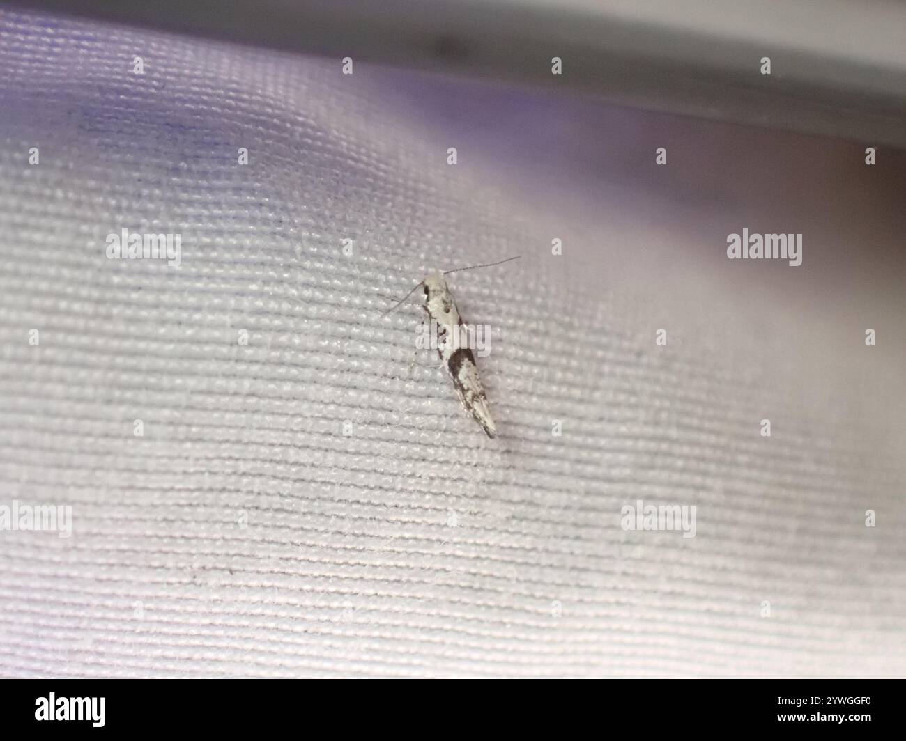 Apple Fruit Moth (Argyresthia conjugella Stock Photo - Alamy
