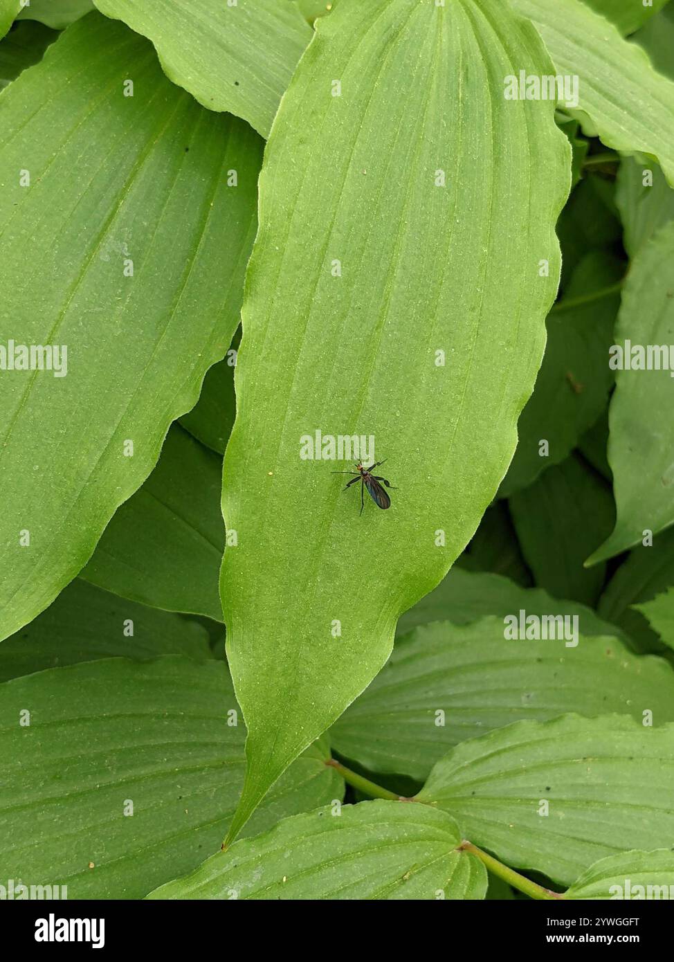 Long-tailed Dance Fly (Rhamphomyia longicauda Stock Photo - Alamy