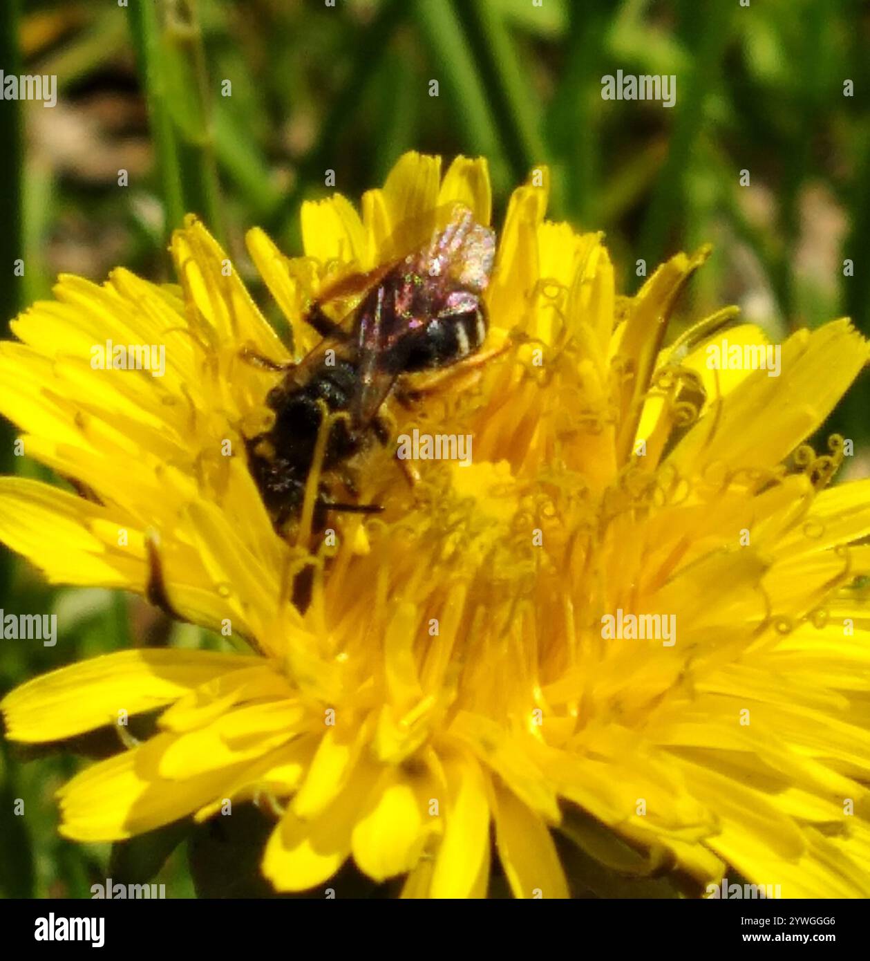 Mining Bees (Andrena Stock Photo - Alamy