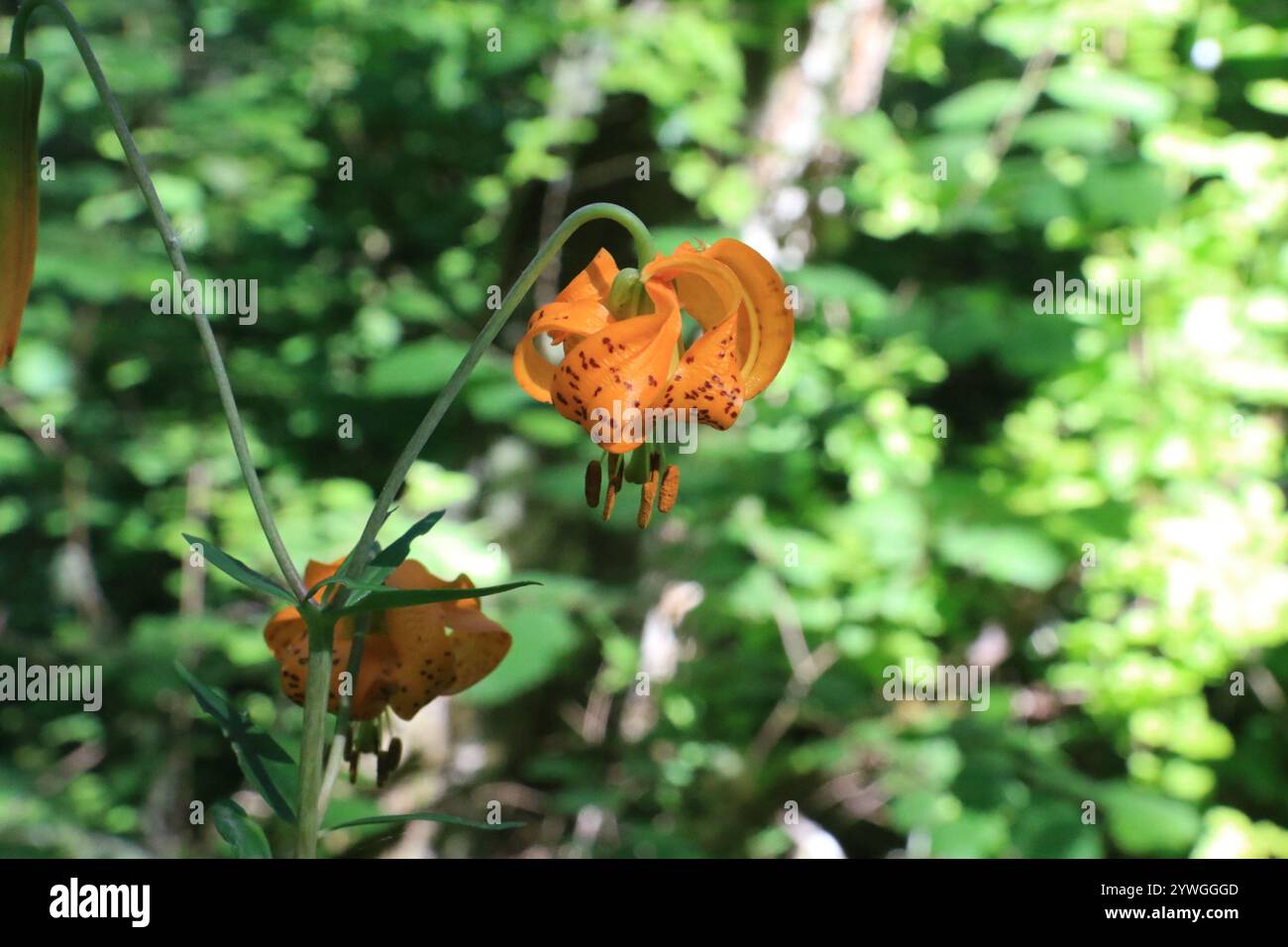 Columbia lily (Lilium columbianum Stock Photo - Alamy