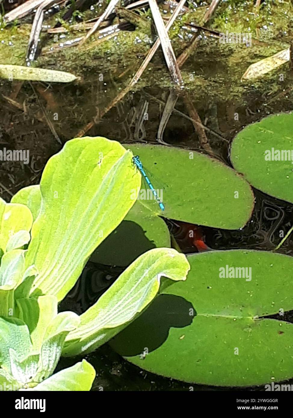 Narrow-winged Damselflies (Coenagrionidae Stock Photo - Alamy