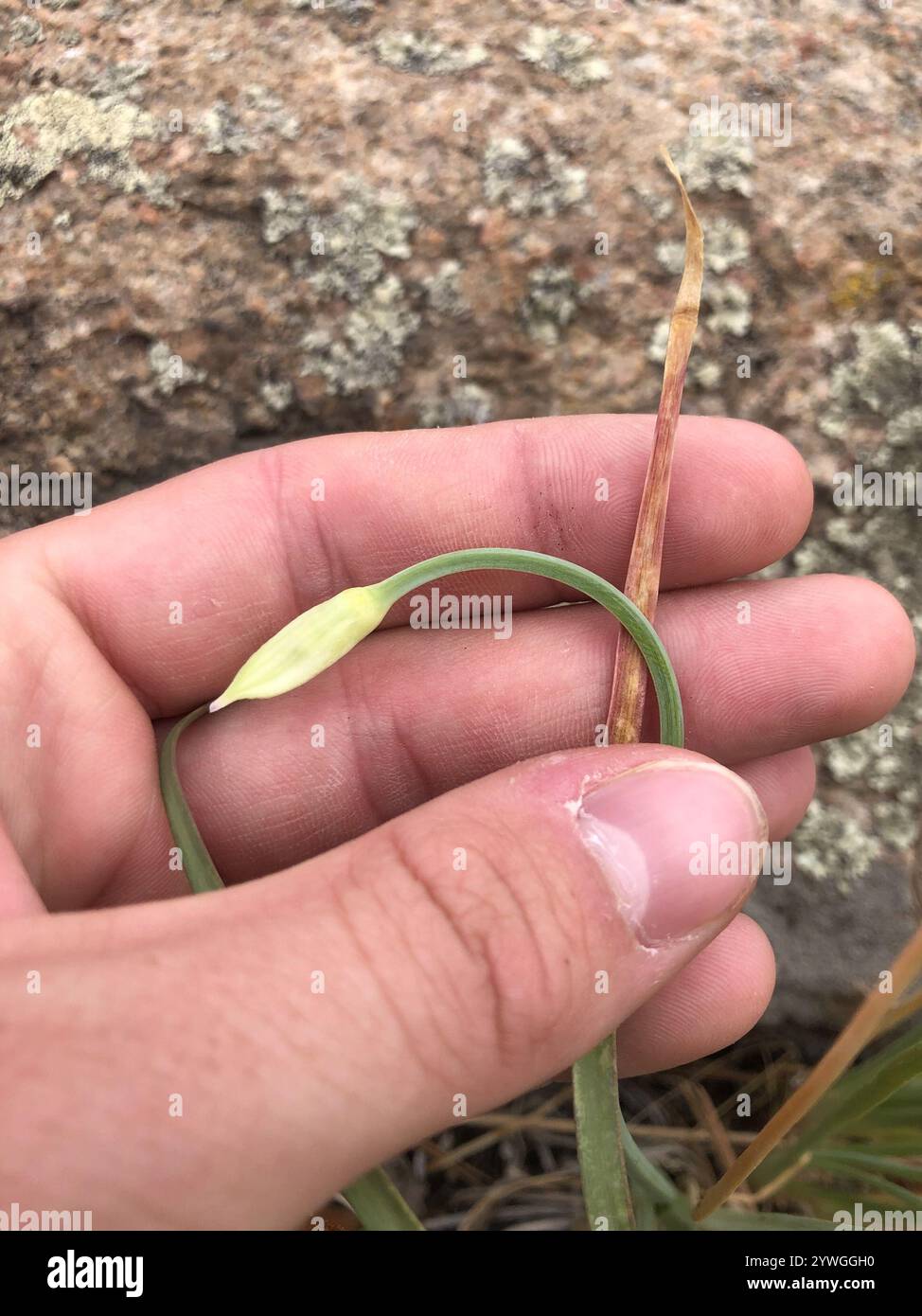 Textile onion (Allium textile Stock Photo - Alamy