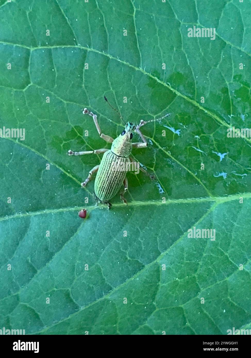 Green Immigrant Leaf Weevil (Polydrusus formosus Stock Photo - Alamy