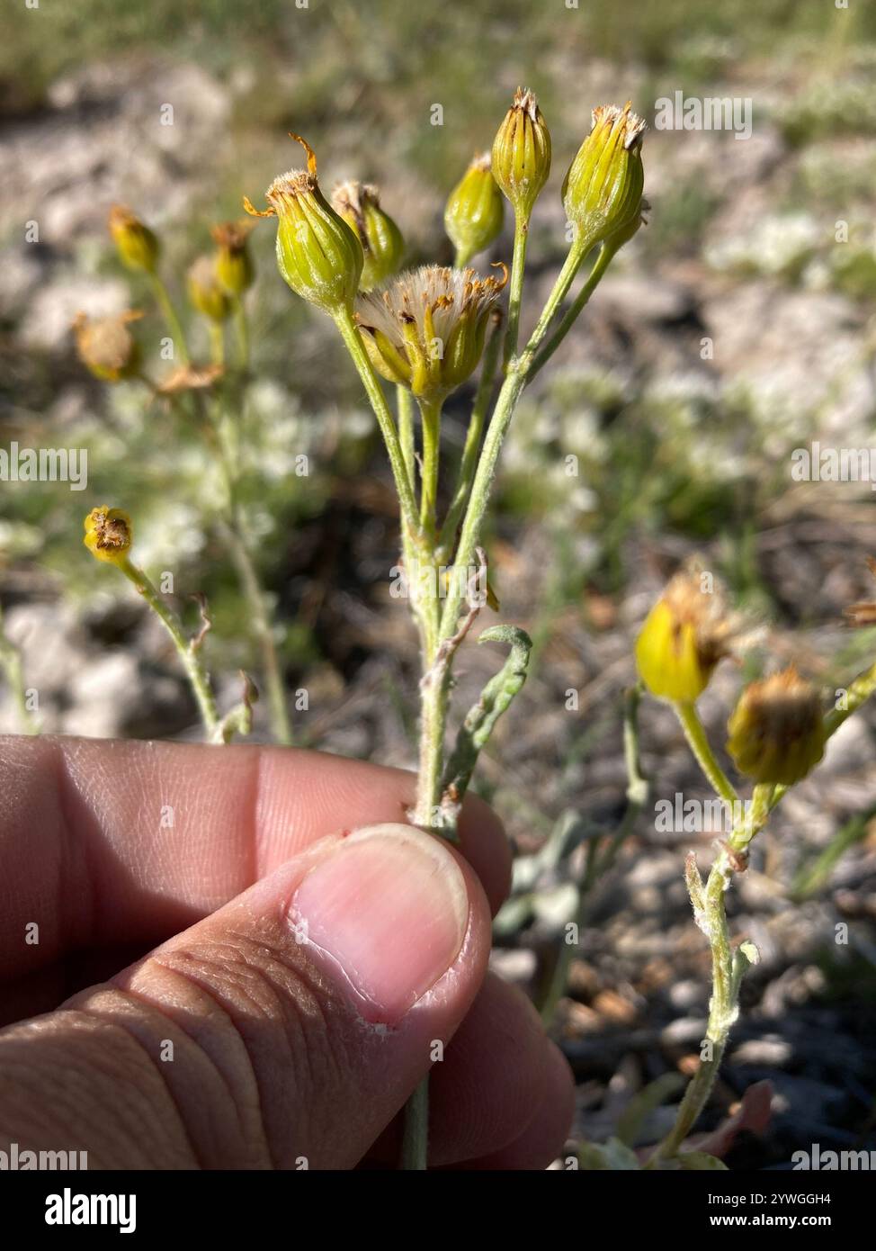 woolly groundsel (Packera cana Stock Photo - Alamy