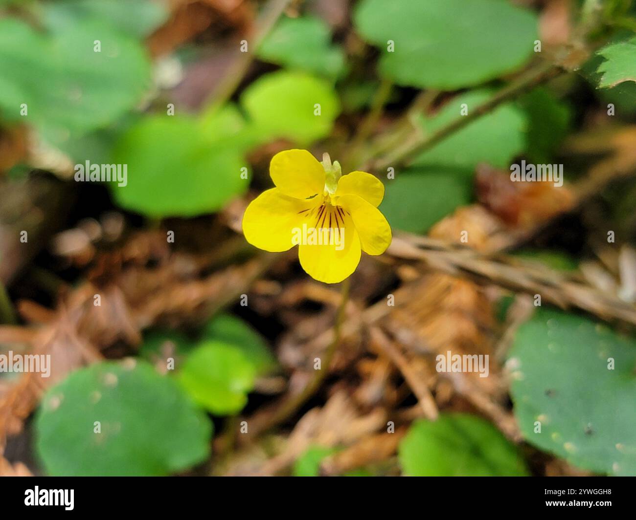 Redwood Violet (Viola sempervirens Stock Photo - Alamy