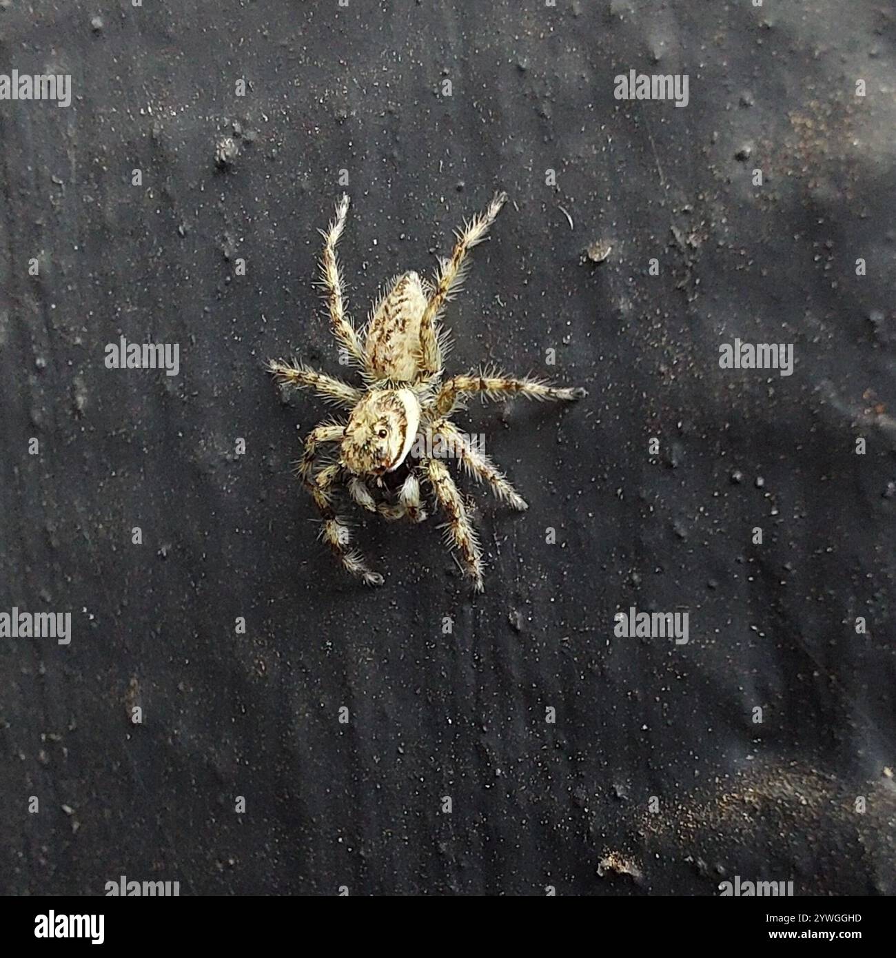 Pantropical Jumping Spider (Plexippus paykulli Stock Photo - Alamy