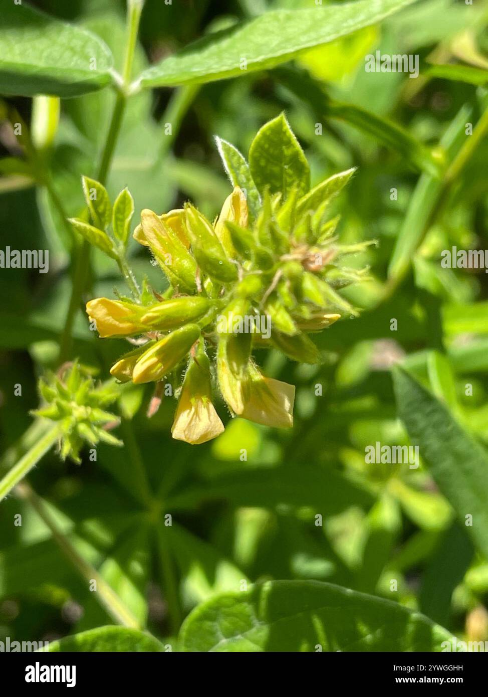 Twining Snoutbean (Rhynchosia tomentosa Stock Photo - Alamy