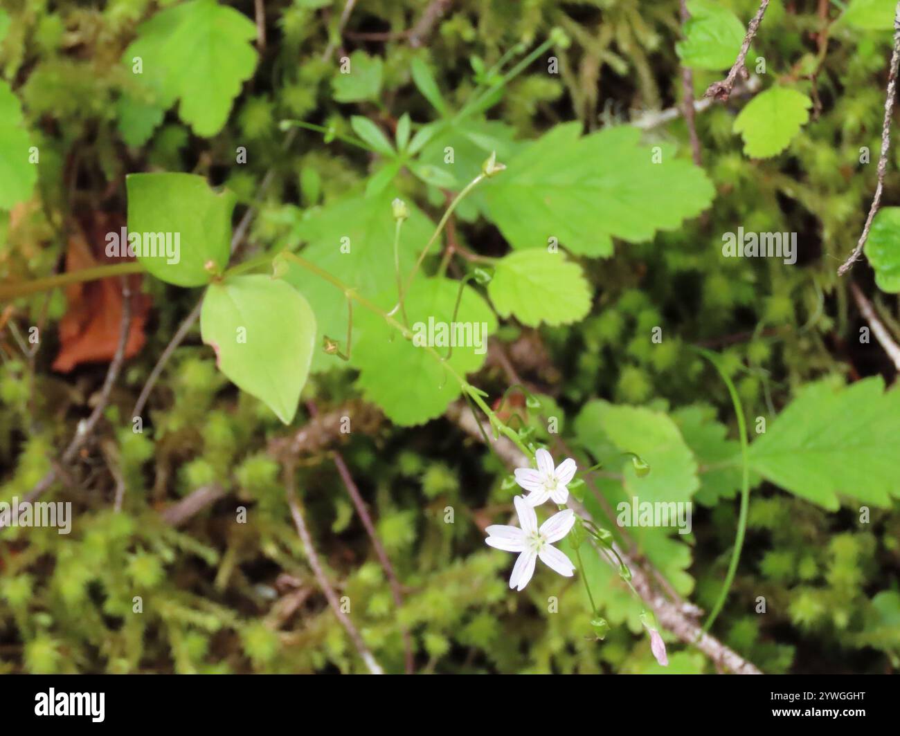 Candy Flower (Claytonia sibirica Stock Photo - Alamy
