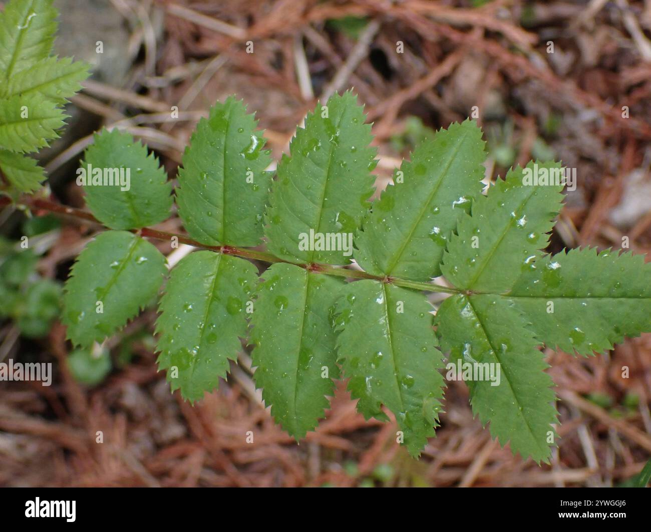 Greene's mountain ash (Sorbus scopulina Stock Photo - Alamy