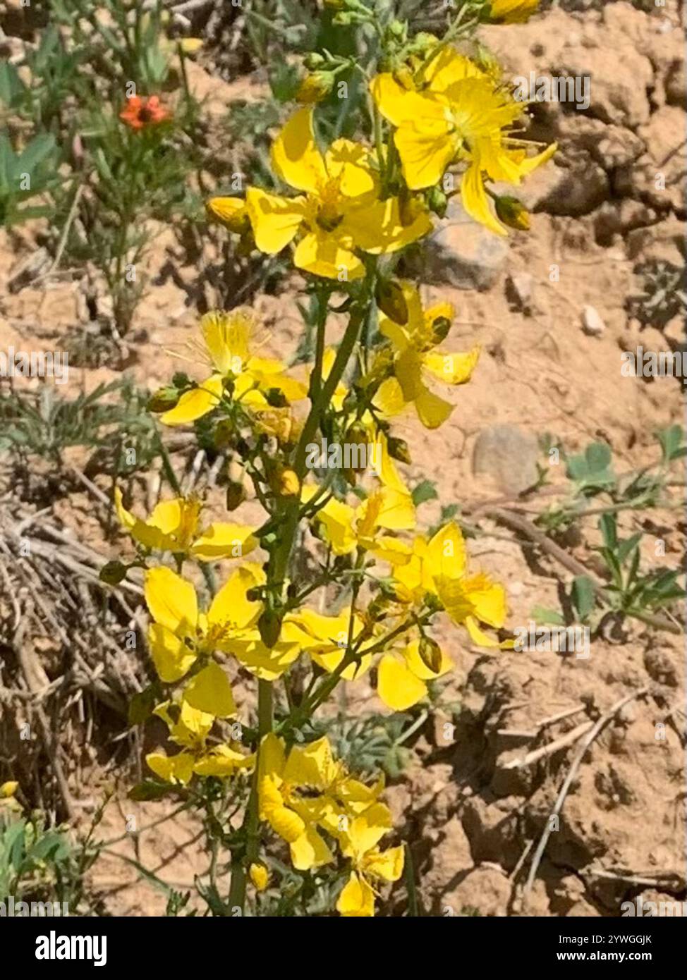 White Mustard (Sinapis alba Stock Photo - Alamy