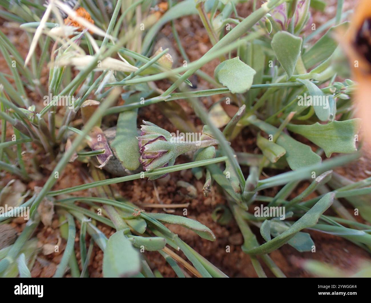 Cape marigold (Dimorphotheca sinuata Stock Photo - Alamy