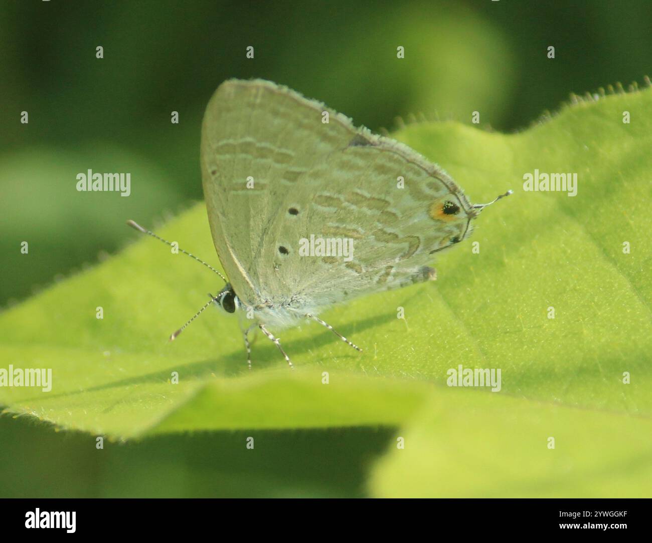 Forget-me-not (Catochrysops strabo Stock Photo - Alamy