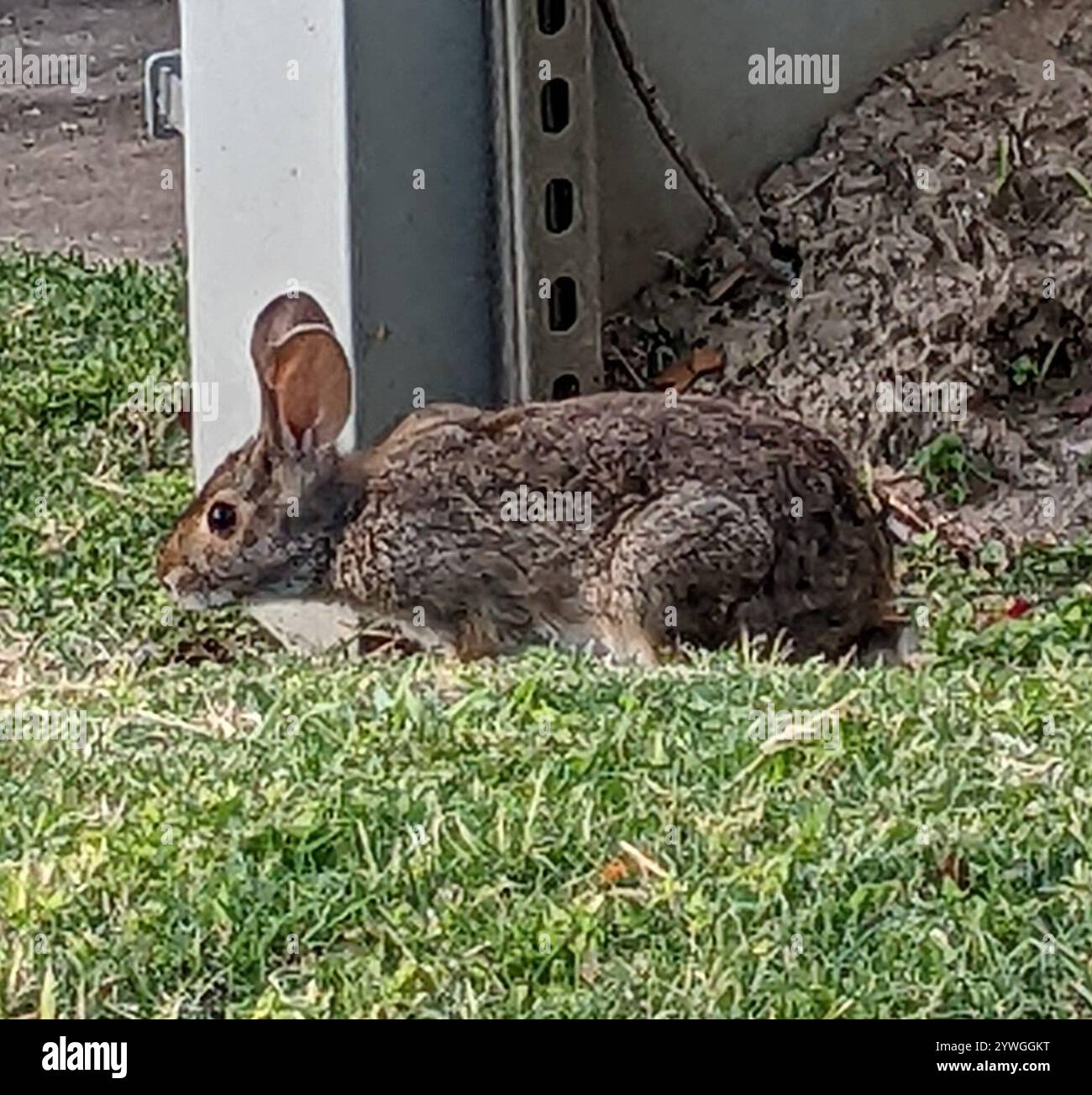 Swamp rabbit sylvilagus aquaticus swamp hi-res stock photography and ...