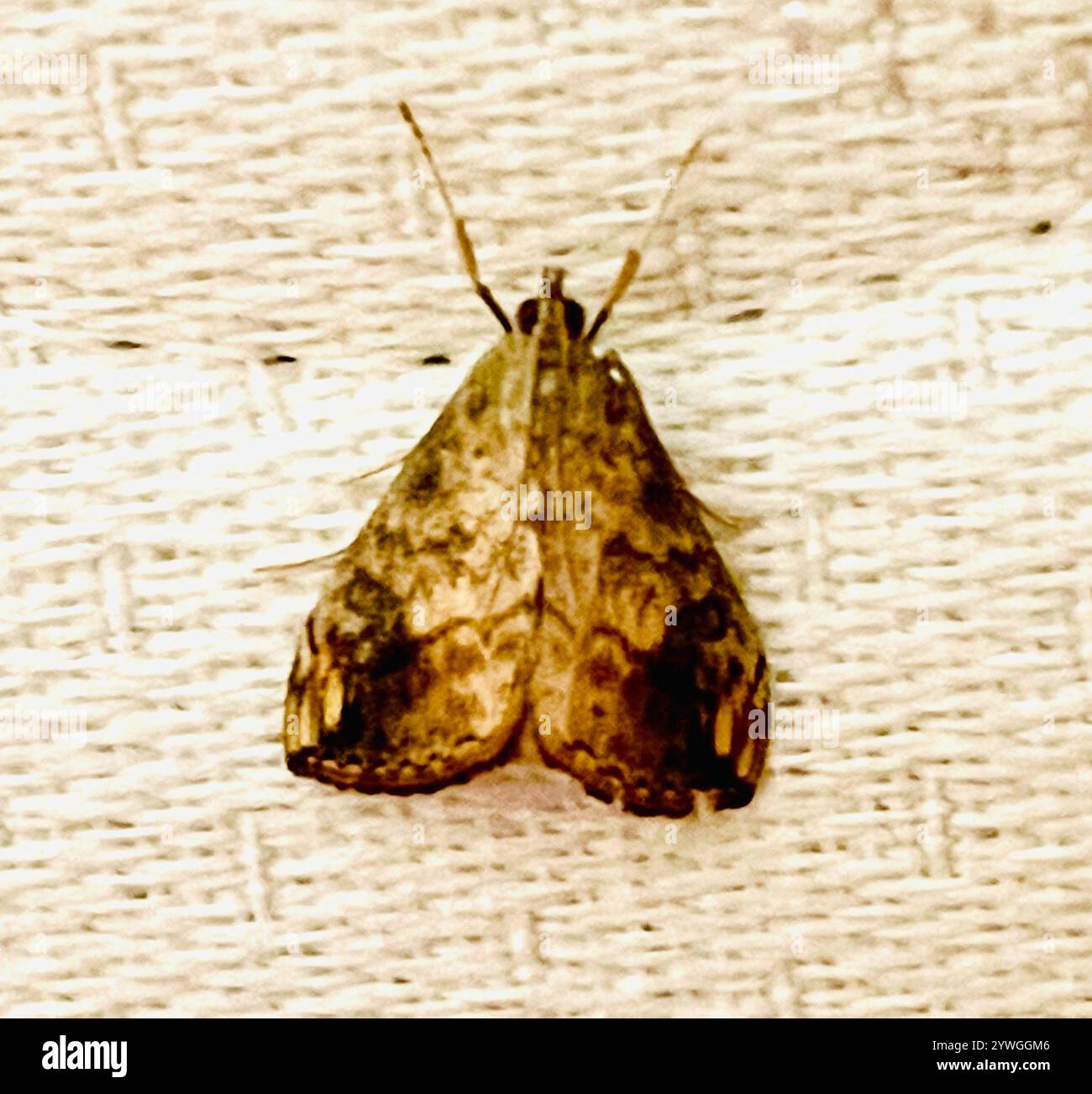 Cross-striped Cabbageworm Moth (Evergestis rimosalis Stock Photo - Alamy