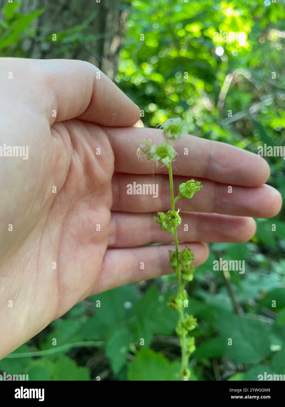 fringe cups (Tellima grandiflora Stock Photo - Alamy