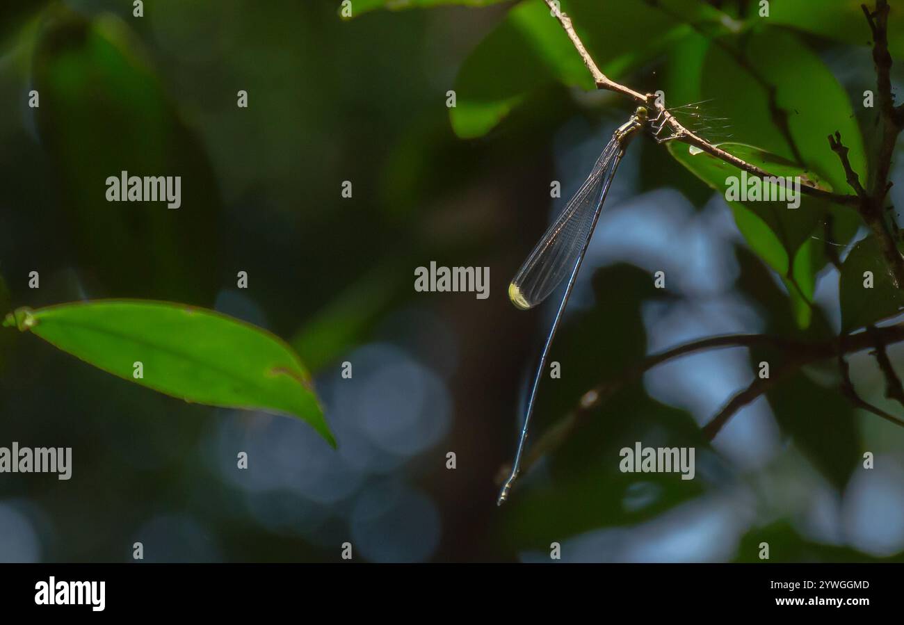 Mecistogaster hi-res stock photography and images - Alamy