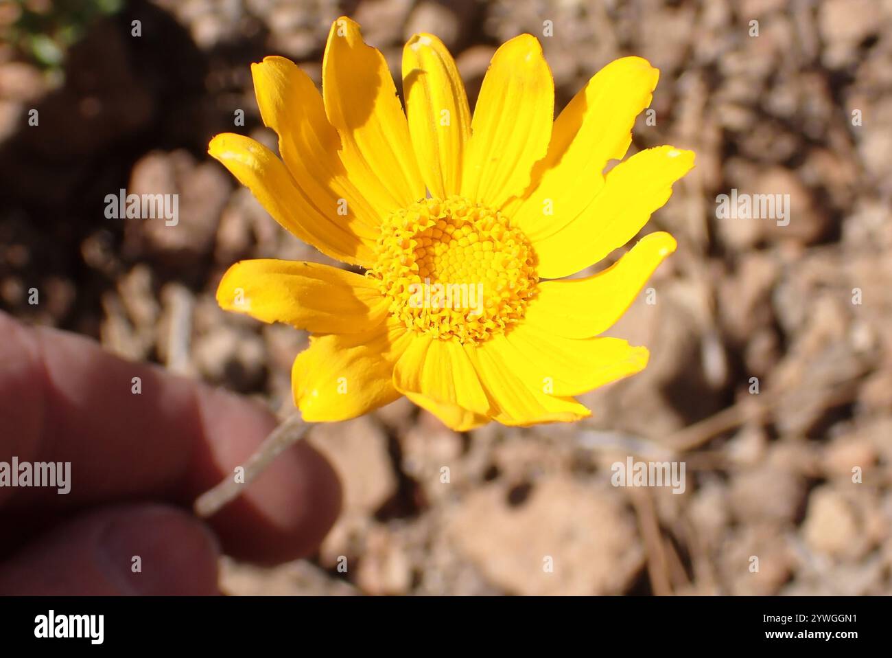 common woolly sunflower (Eriophyllum lanatum Stock Photo - Alamy