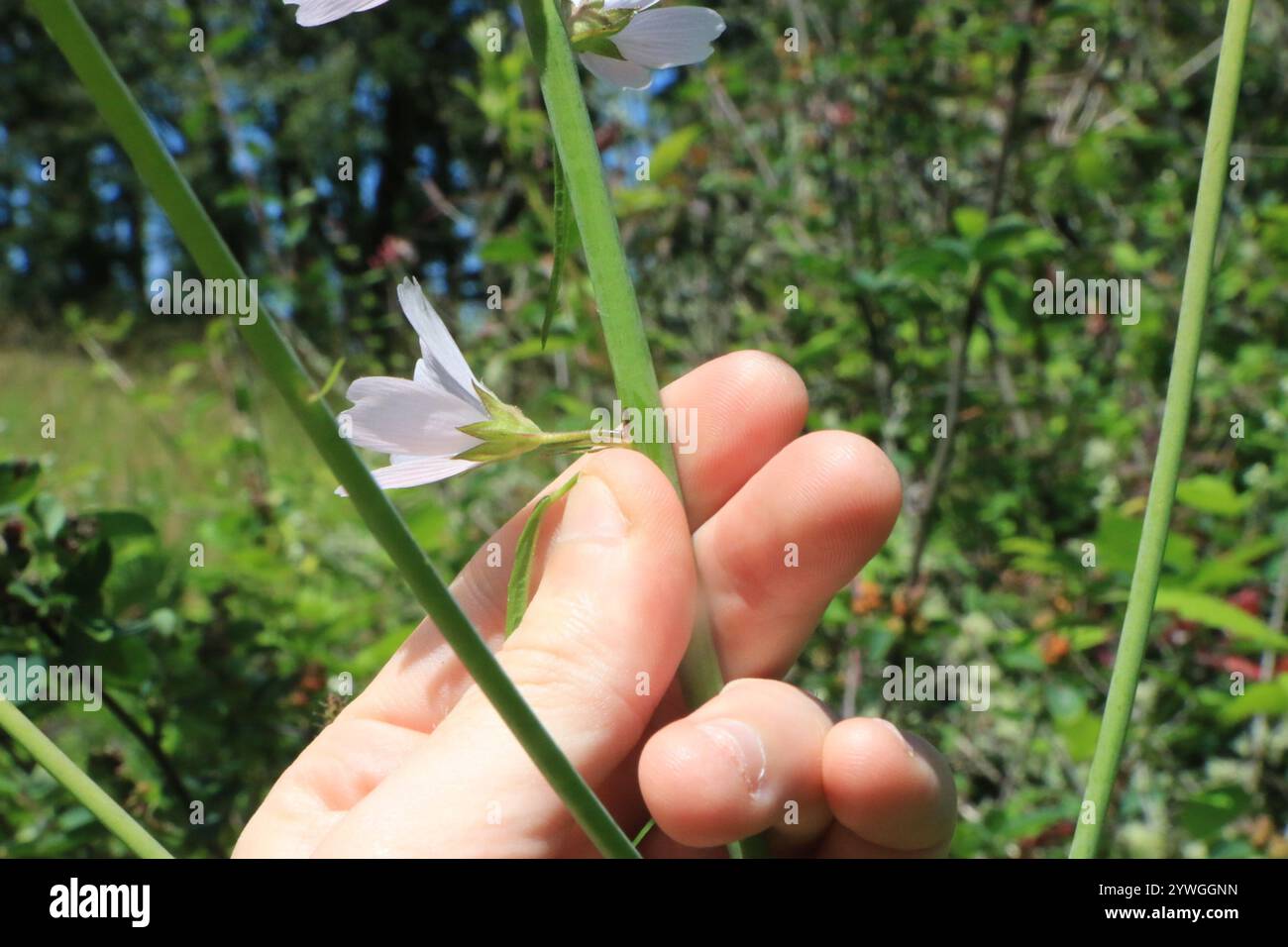 Meadow Checker-mallow (Sidalcea campestris Stock Photo - Alamy