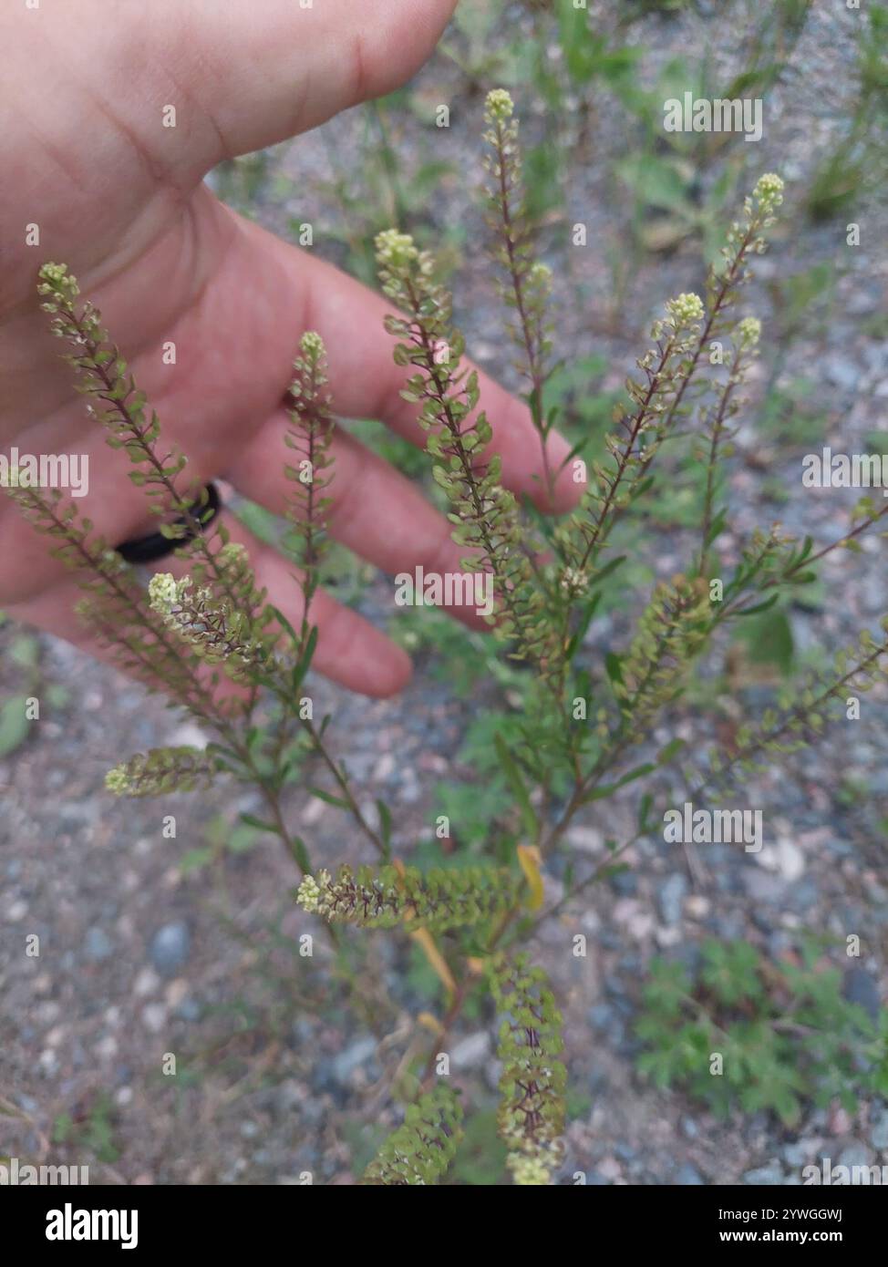 Common Peppergrass (Lepidium densiflorum Stock Photo - Alamy