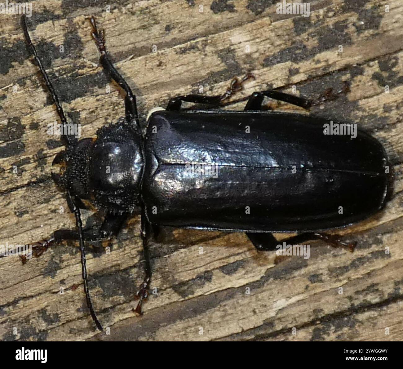 Hardwood Stump Borer (Mallodon dasystomus Stock Photo - Alamy