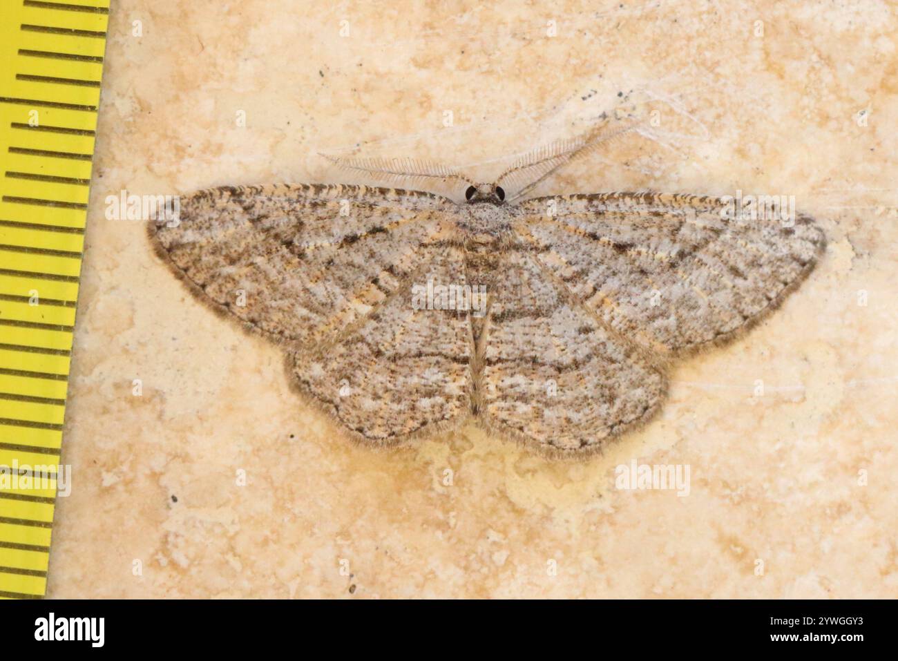 Geometer Moths (Geometridae Stock Photo - Alamy