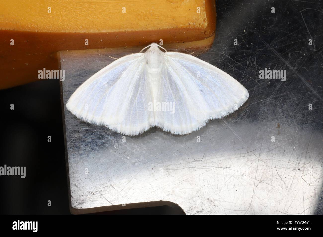 White Spring Moth (Lomographa vestaliata Stock Photo - Alamy