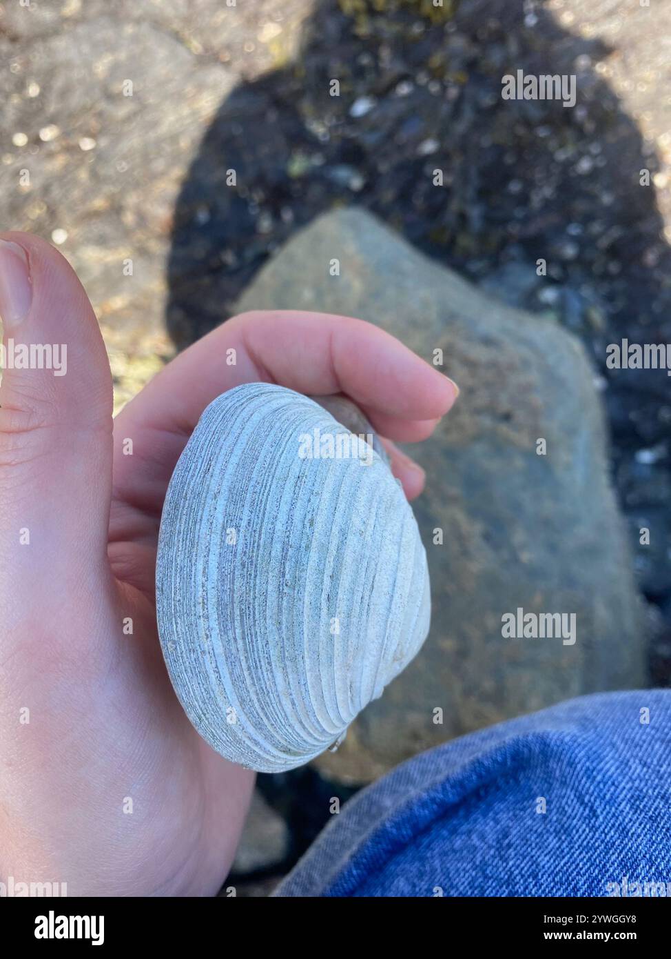 Butter Clam (Saxidomus gigantea Stock Photo - Alamy