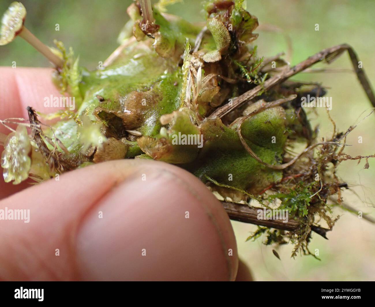 Common Liverwort (Marchantia polymorpha Stock Photo - Alamy