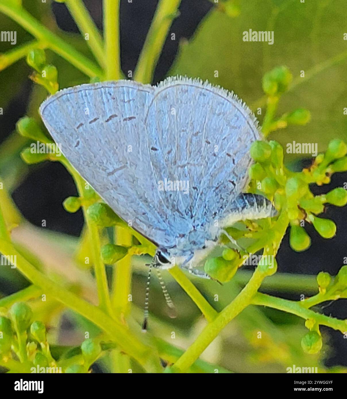 Echo Azure (Celastrina echo Stock Photo - Alamy
