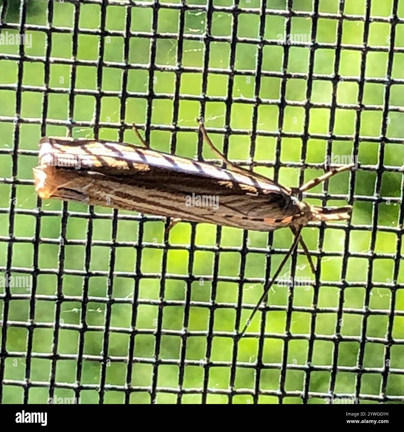 Eastern Grass-veneer (Crambus laqueatellus Stock Photo - Alamy