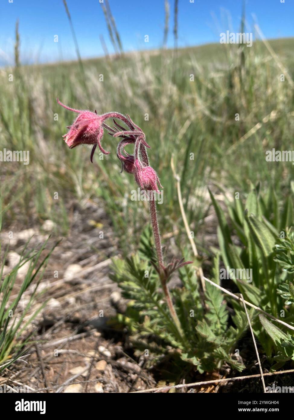 prairie smoke (Geum triflorum Stock Photo - Alamy