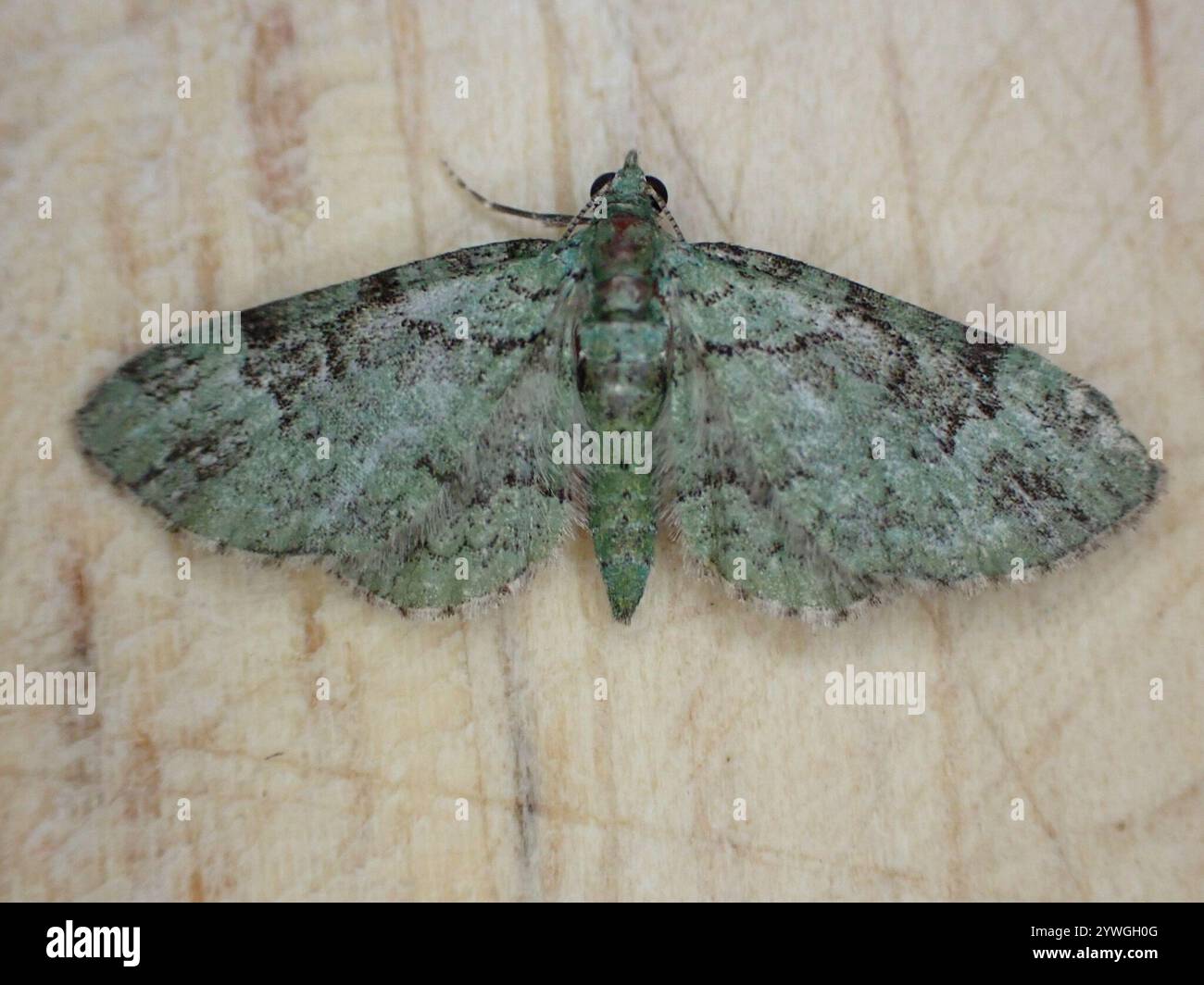 Green Pug (Pasiphila rectangulata Stock Photo - Alamy