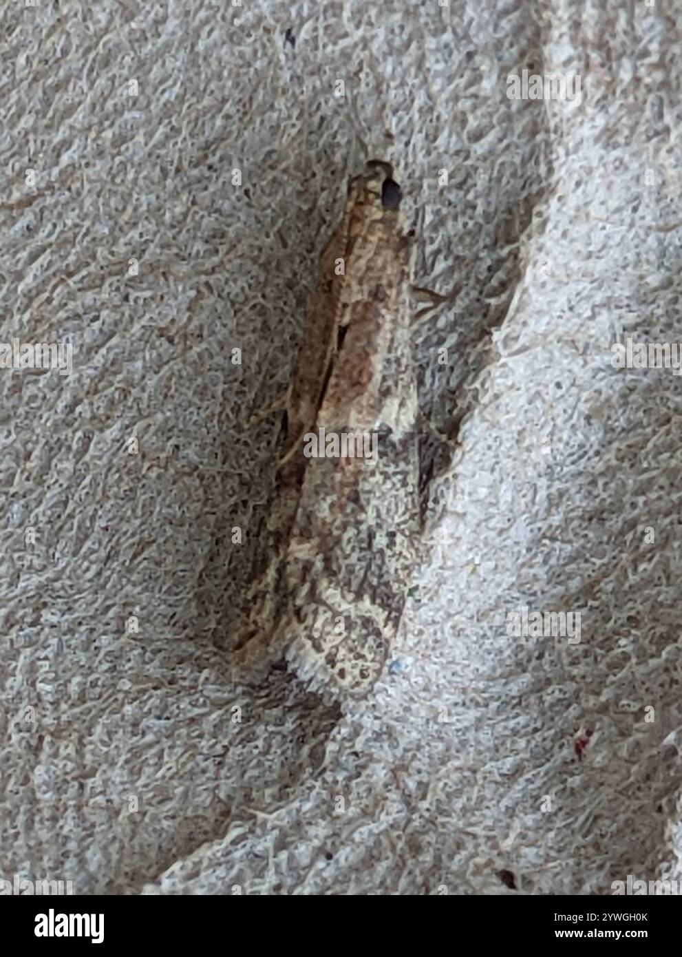 Tobacco moth (Ephestia elutella Stock Photo - Alamy