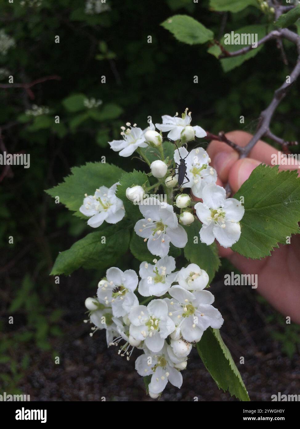 Large-thorn hawthorn (Crataegus macracantha Stock Photo - Alamy