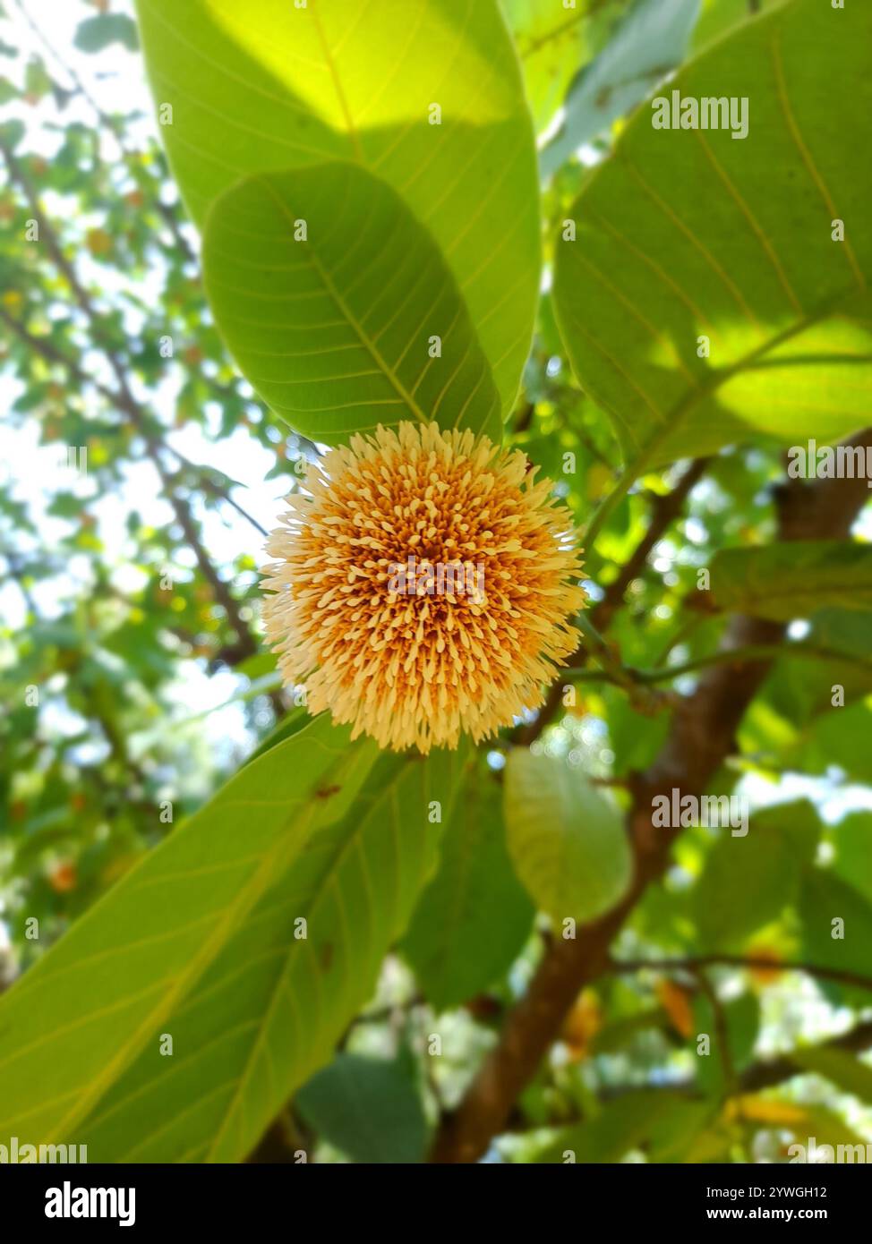 Burflower-tree (Neolamarckia cadamba Stock Photo - Alamy